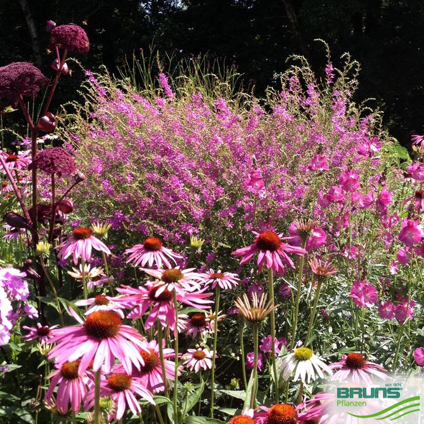 Echinacea purpurea von Bruns Pflanzen