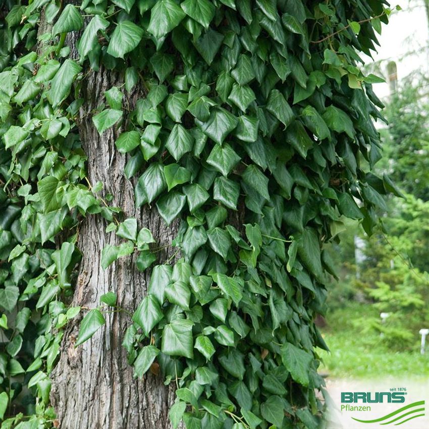 Hedera colchica von Bruns Pflanzen