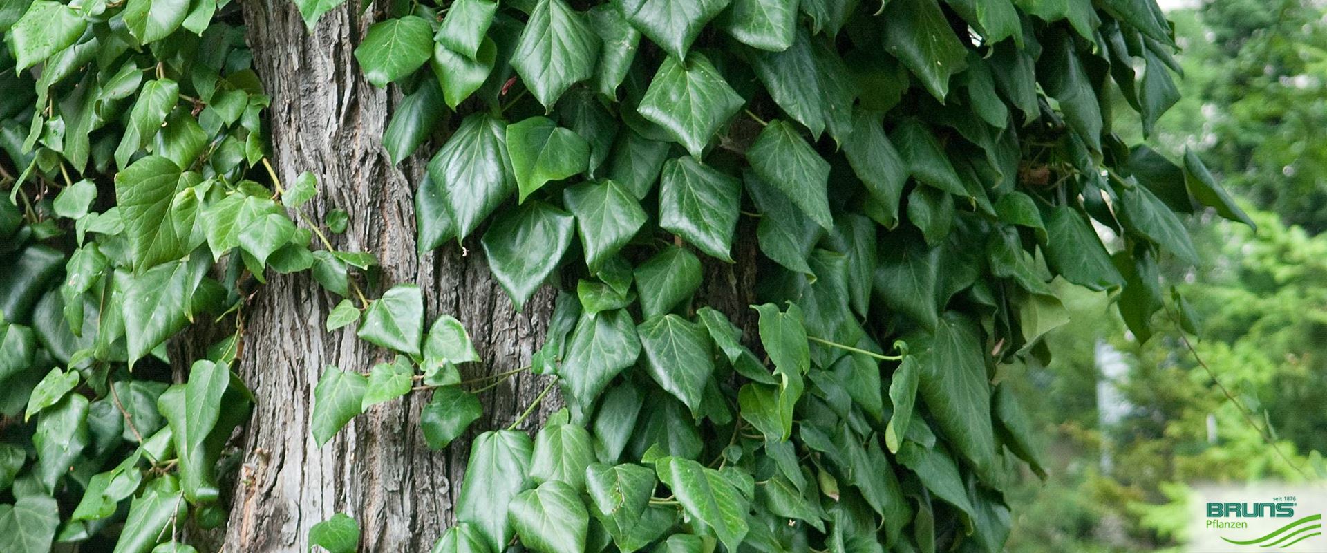 Hedera colchica von Bruns Pflanzen