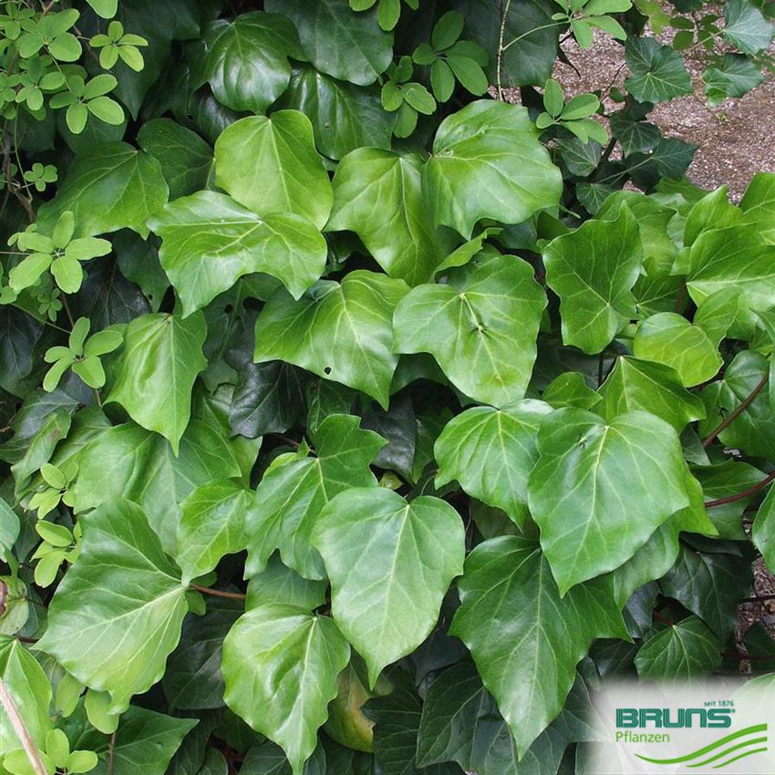Hedera colchica von Bruns Pflanzen