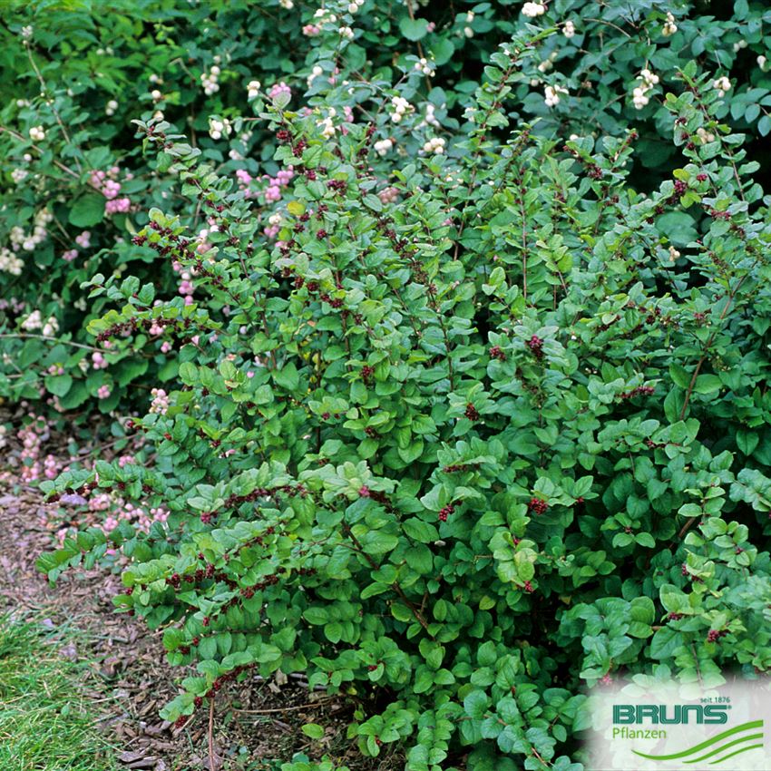 Symphoricarpos orbiculatus, Coral berry, Indian currant von Bruns Pflanzen