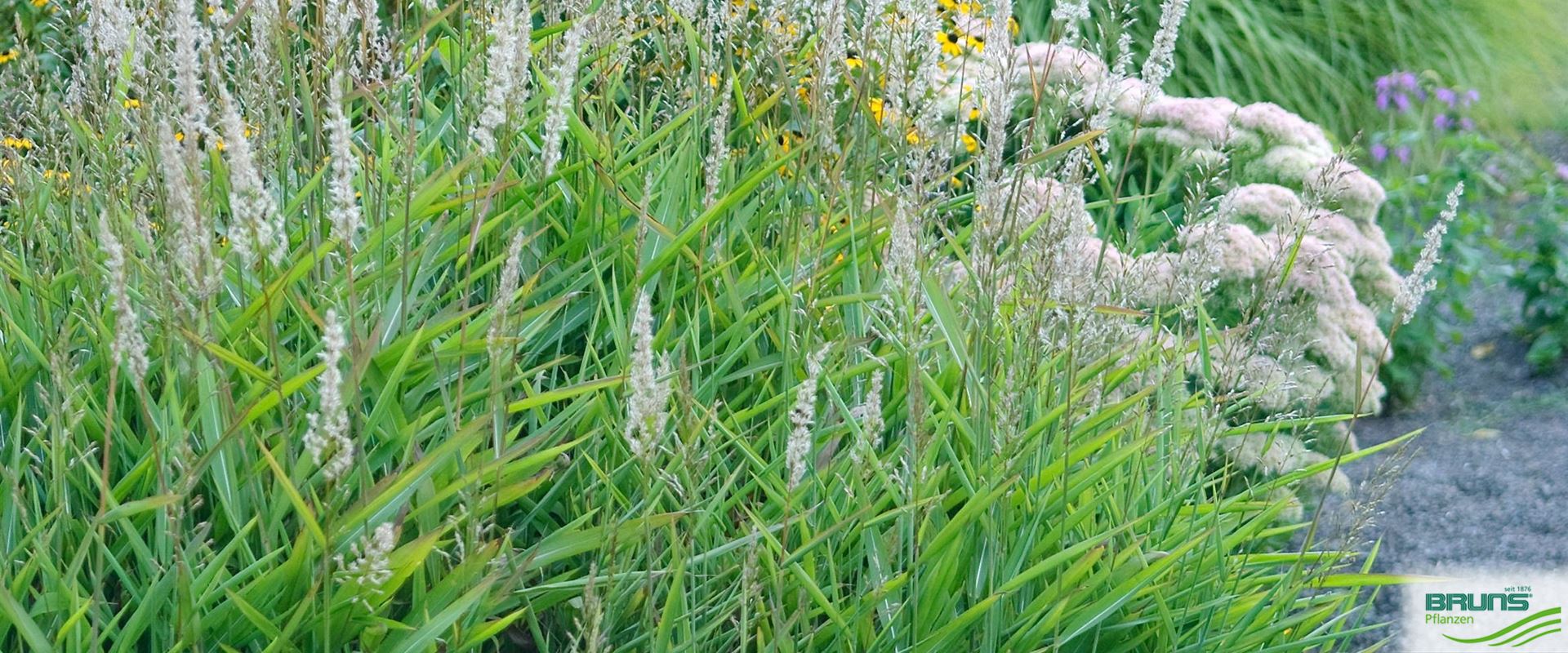 Spodiopogon sibiricus von Bruns Pflanzen
