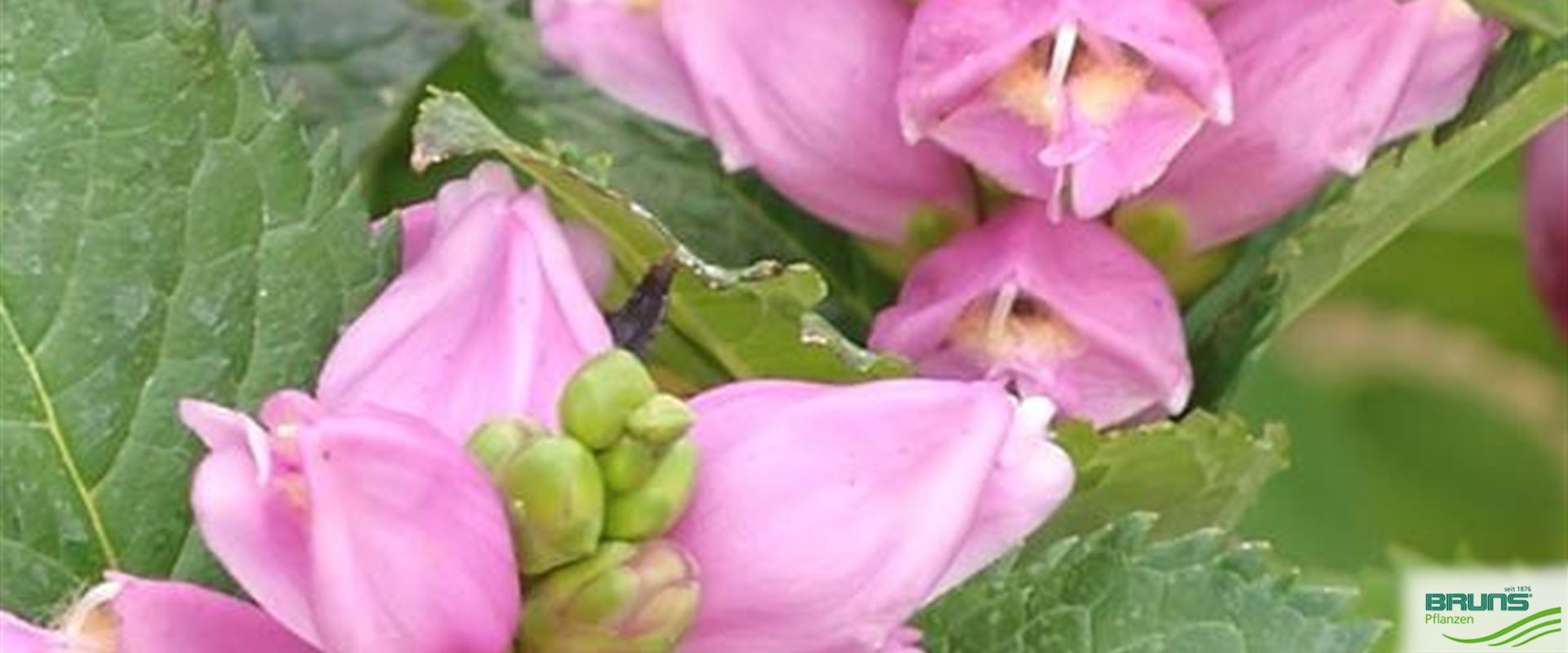 Chelone obliqua von Bruns Pflanzen
