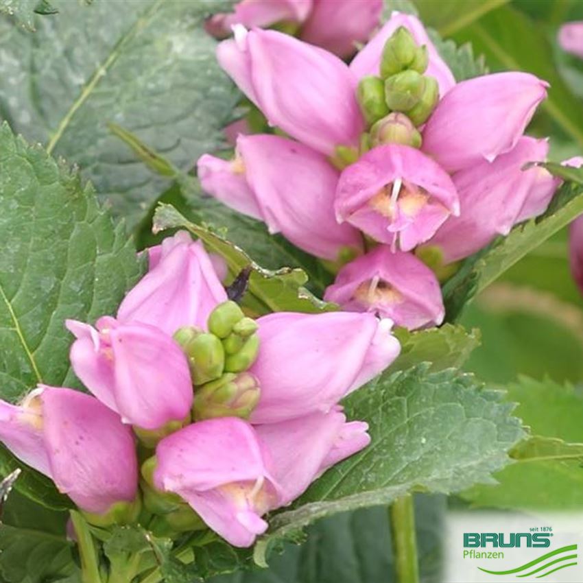 Chelone obliqua von Bruns Pflanzen