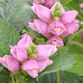 Chelone obliqua von Bruns Pflanzen