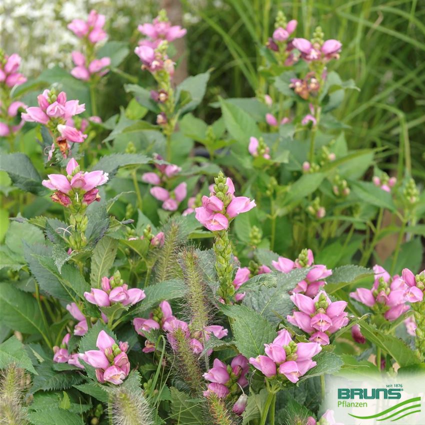 Chelone obliqua von Bruns Pflanzen