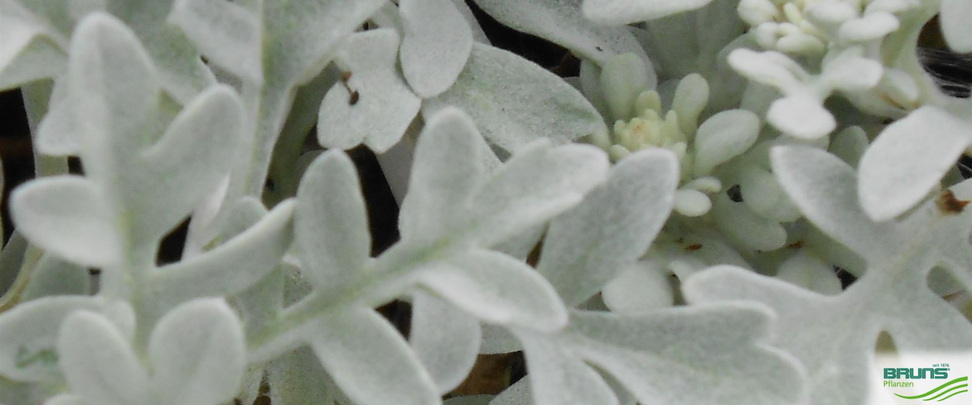 Artemisia stelleriana 'Mori' von Bruns Pflanzen