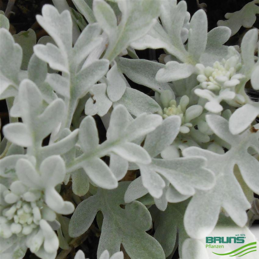 Artemisia stelleriana 'Mori' von Bruns Pflanzen