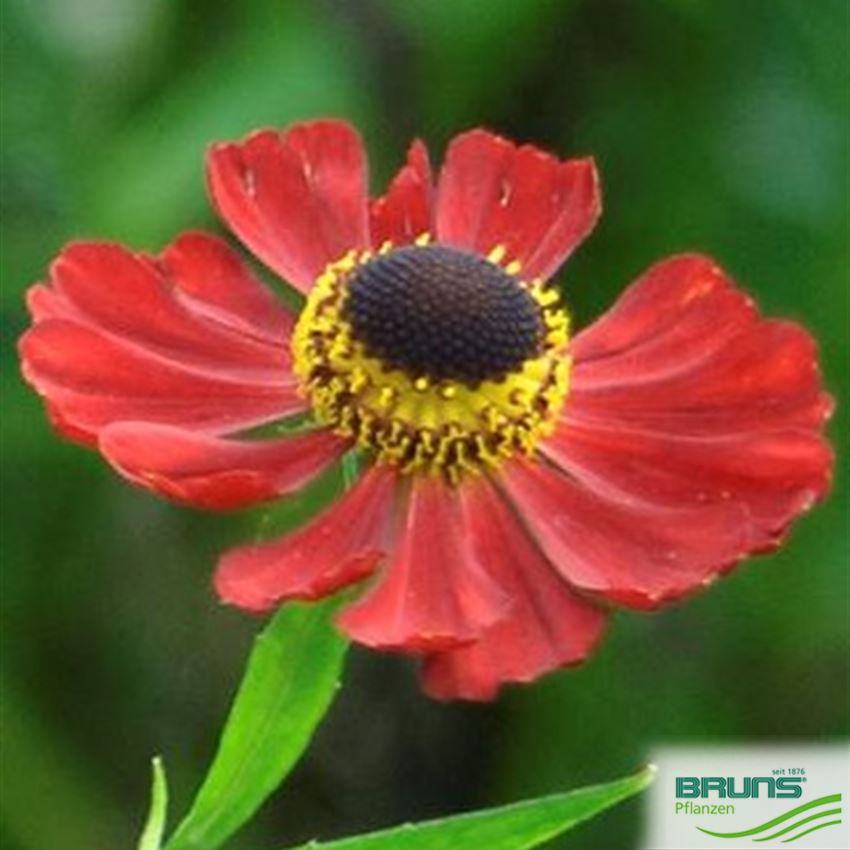 Helenium 'Rubinzwerg' von Bruns Pflanzen