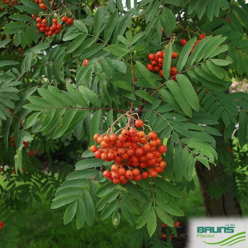 Sorbus aucuparia, Eberesche, Vogelbeere von Bruns Pflanzen
