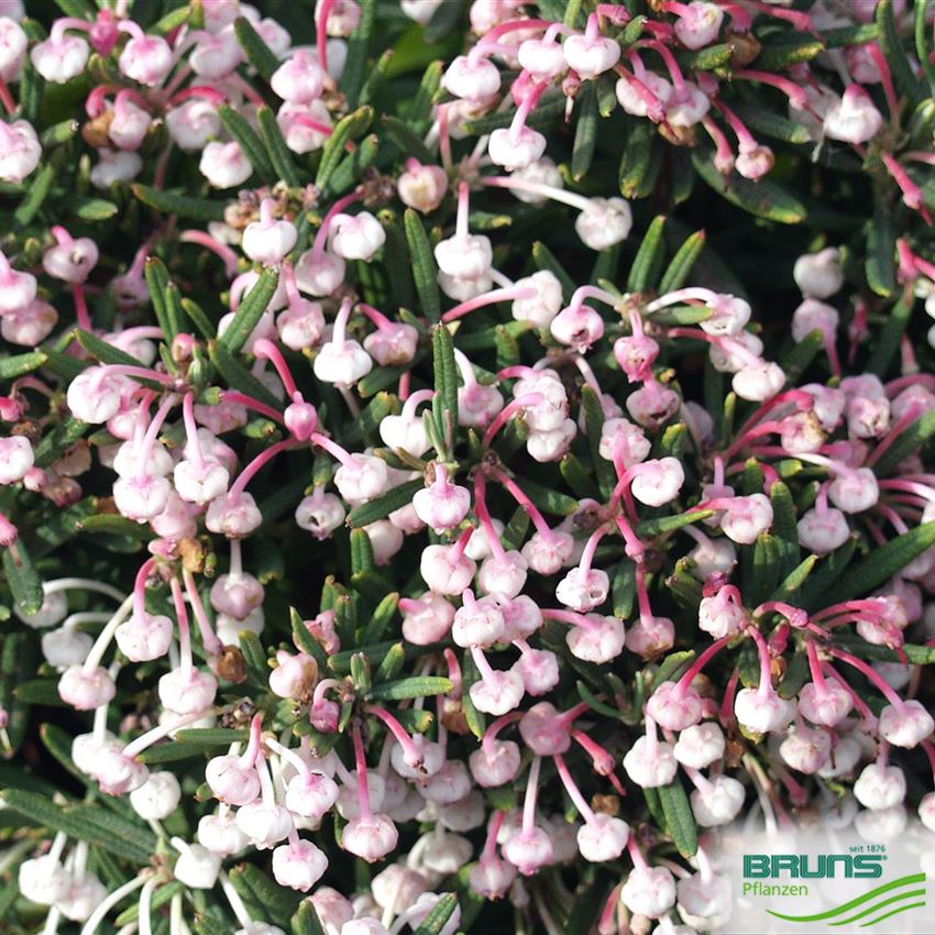 Andromeda polifolia, Bog rosemary von Bruns Pflanzen