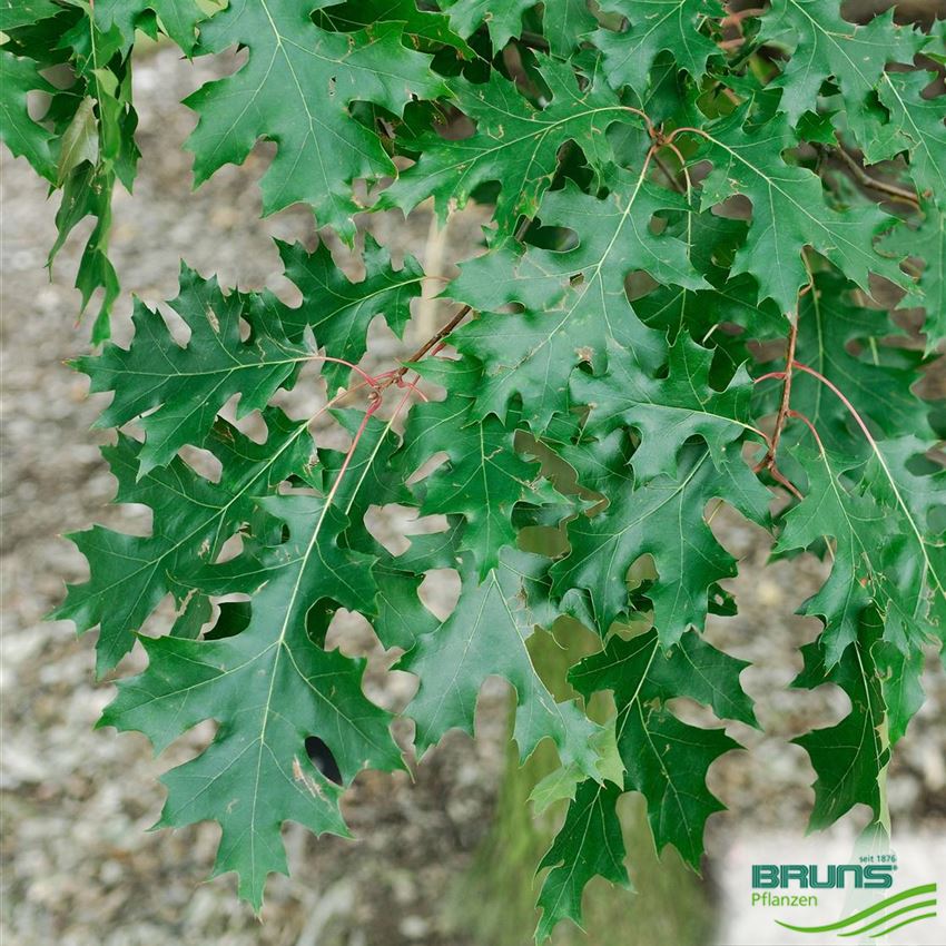 Quercus coccinea, Scarlet oak von Bruns Pflanzen