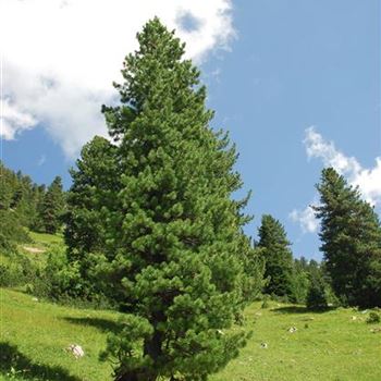 Pinus cembra, arolle, pin cembro von Bruns Pflanzen