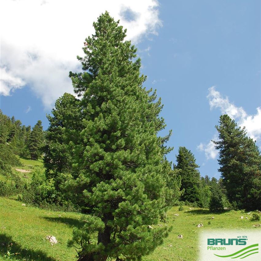Pinus cembra, Zirbel-Kiefer, Arve von Bruns Pflanzen