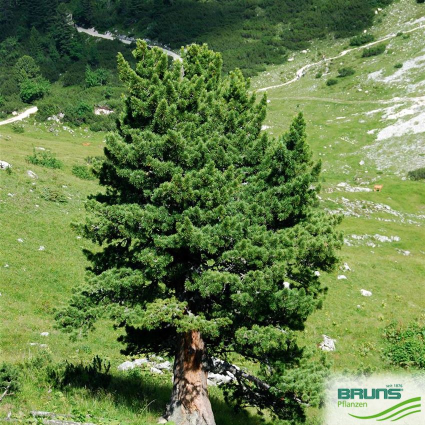 Pinus cembra, Zirbel-Kiefer, Arve von Bruns Pflanzen