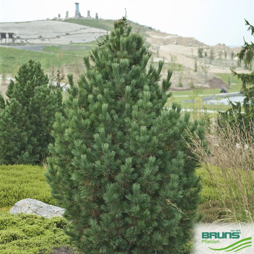 Pinus cembra, Arolla pine von Bruns Pflanzen