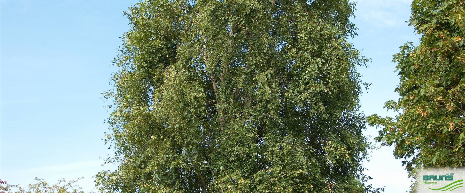 Betula pendula 'Fastigiata', Säulen-Birke von Bruns Pflanzen