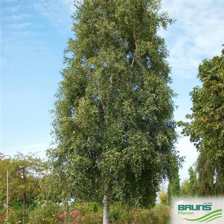 Betula pendula 'Fastigiata', Säulen-Birke von Bruns Pflanzen