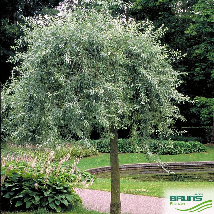 Pyrus salicifolia 'Pendula' von Bruns Pflanzen