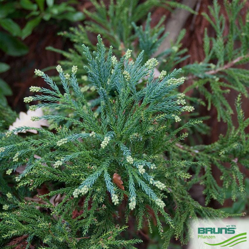 Cryptomeria japonica, Sicheltanne, in Japan "Sugi" genannt von Bruns ...