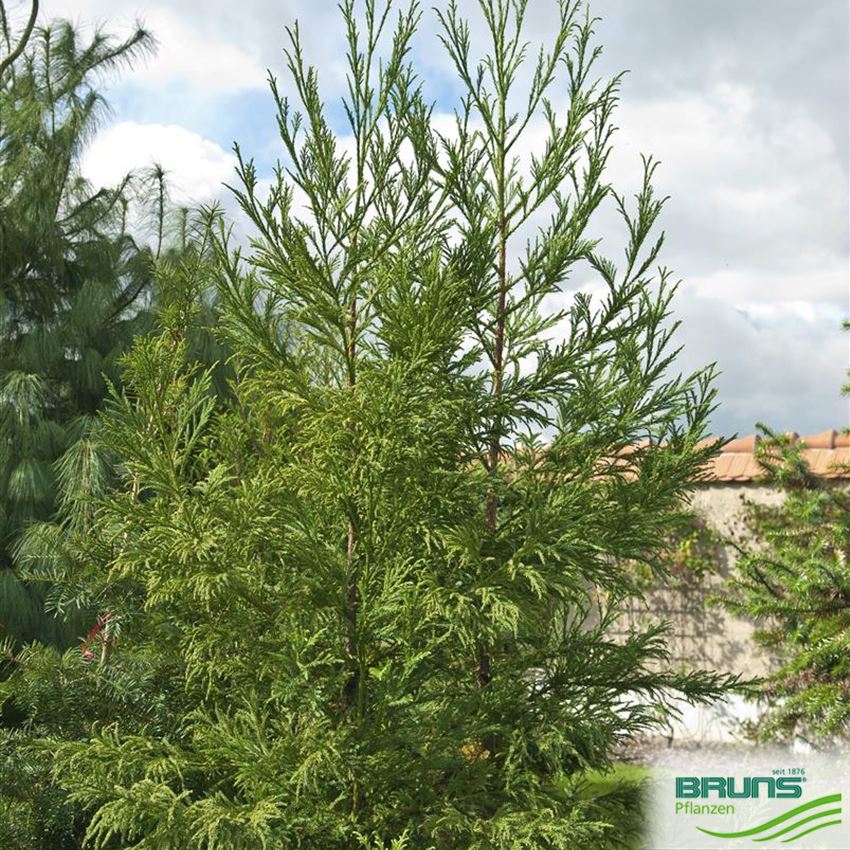 Cryptomeria japonica, Sicheltanne, in Japan "Sugi" genannt von Bruns ...