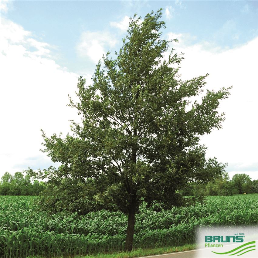 Quercus cerris, Zerr-Eiche von Bruns Pflanzen