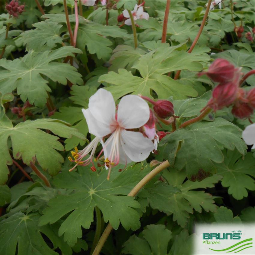 Geranium macrorrhizum 'Spessart' von Bruns Pflanzen