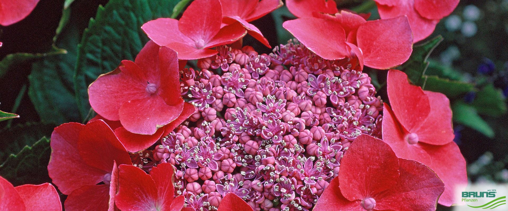Hydrangea macrophylla 'Kardinal' von Bruns Pflanzen