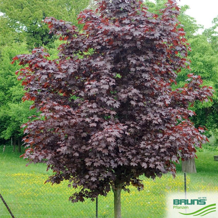Acer Platanoides Faassens Black