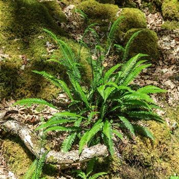 Blechnum spicant, Hard Fern von Bruns Pflanzen