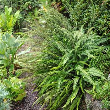 Blechnum spicant, Hard Fern von Bruns Pflanzen