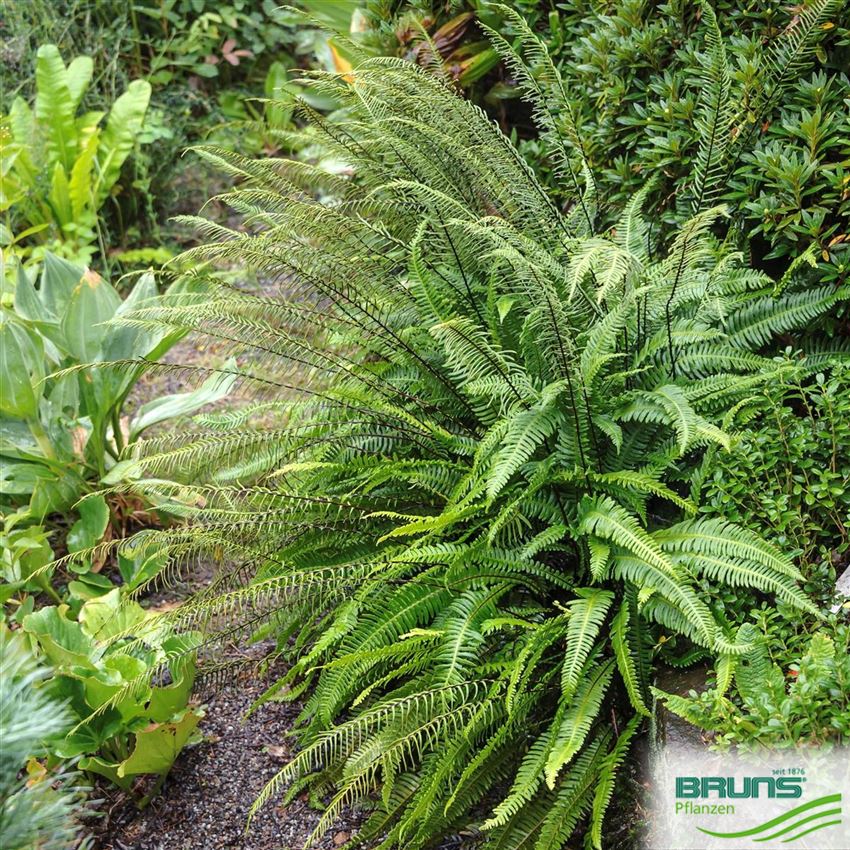 Blechnum spicant, Hard Fern von Bruns Pflanzen