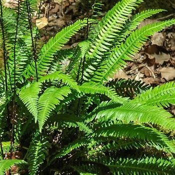 Blechnum spicant, Hard Fern von Bruns Pflanzen
