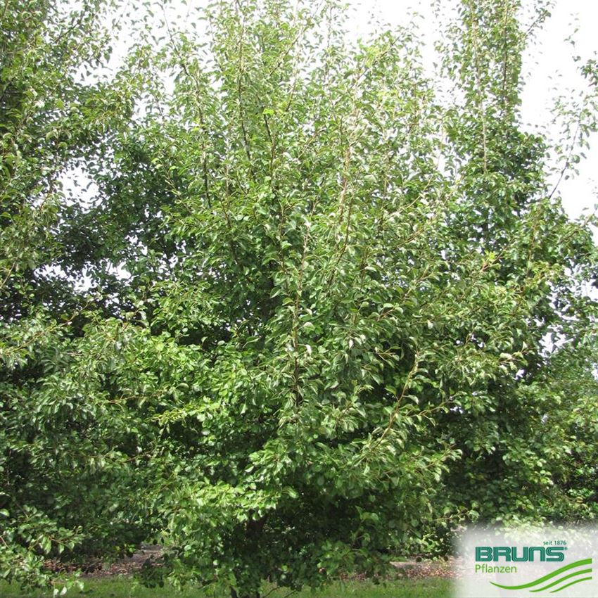 Pyrus communis, Wild pear von Bruns Pflanzen