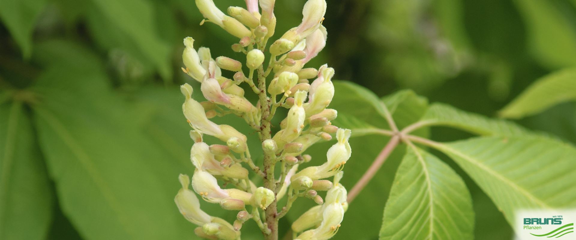 Aesculus flava 'Vestita', Sweet buckeye von Bruns Pflanzen