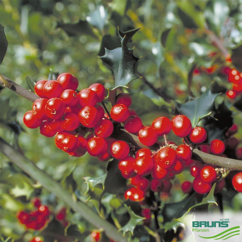 Ilex meserveae 'Blue Angel'(R) von Bruns Pflanzen