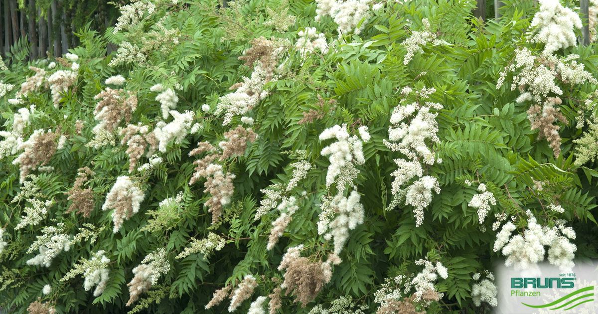 Sorbaria sorbifolia von Bruns Pflanzen