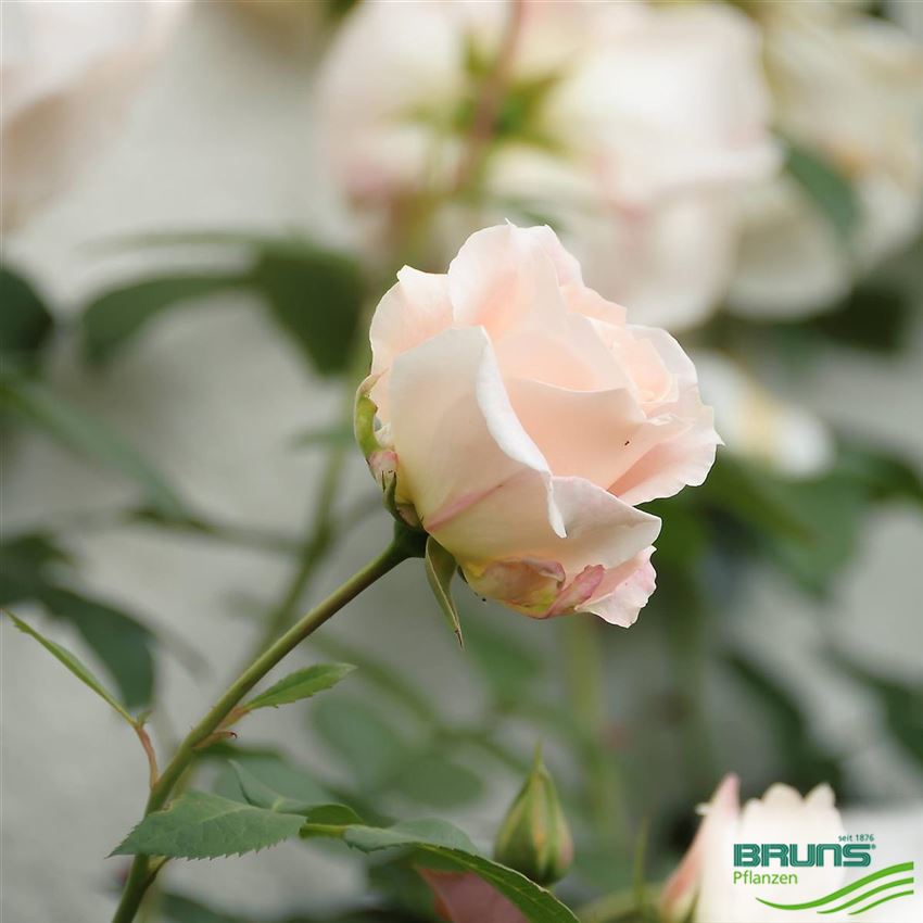 Strauchrose 'Rokoko' (R) von Bruns Pflanzen