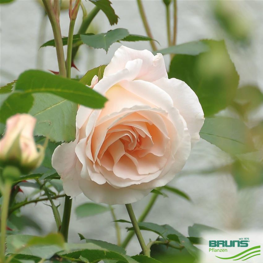 Strauchrose 'Rokoko' (R) von Bruns Pflanzen