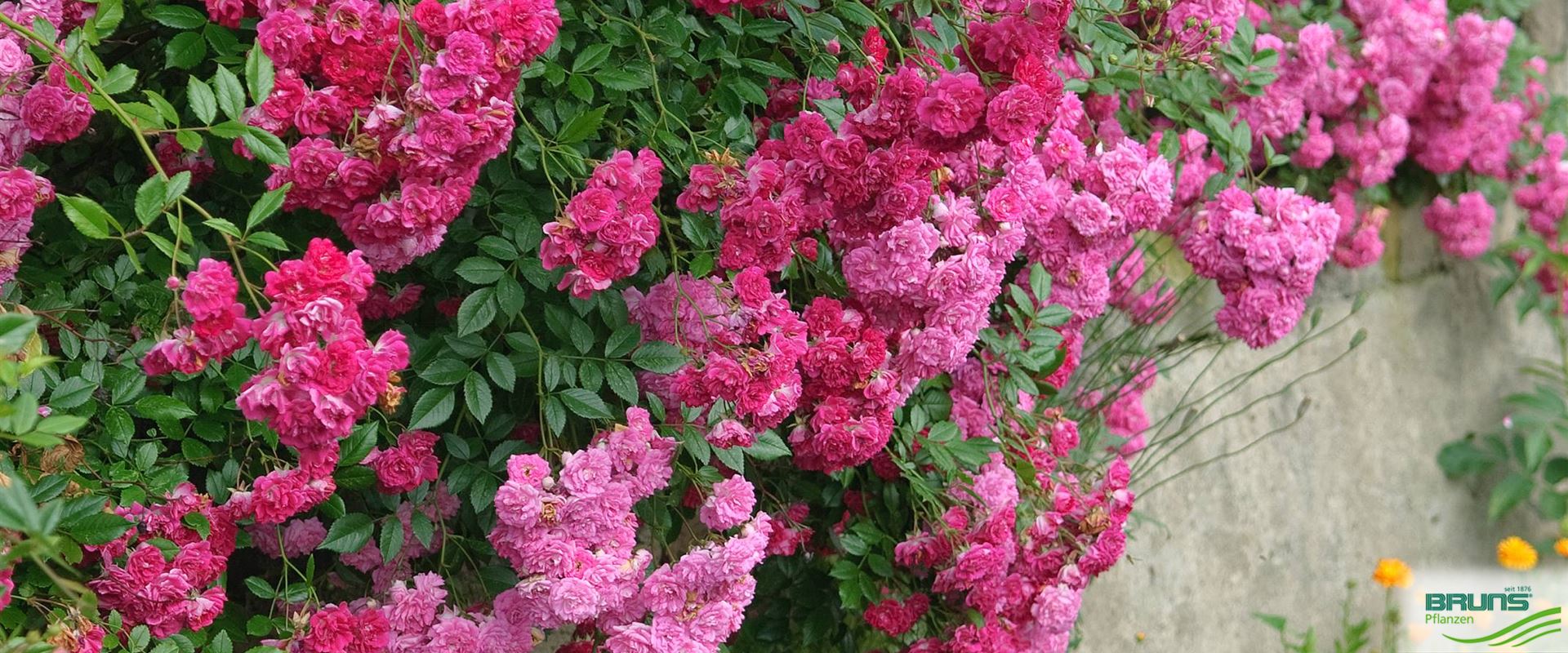 Kletterrose 'Super Excelsa' (R) von Bruns Pflanzen