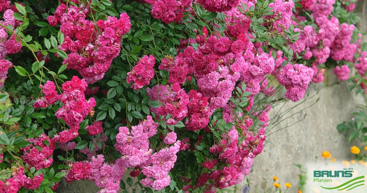 Kletterrose 'Super Excelsa' (R) von Bruns Pflanzen