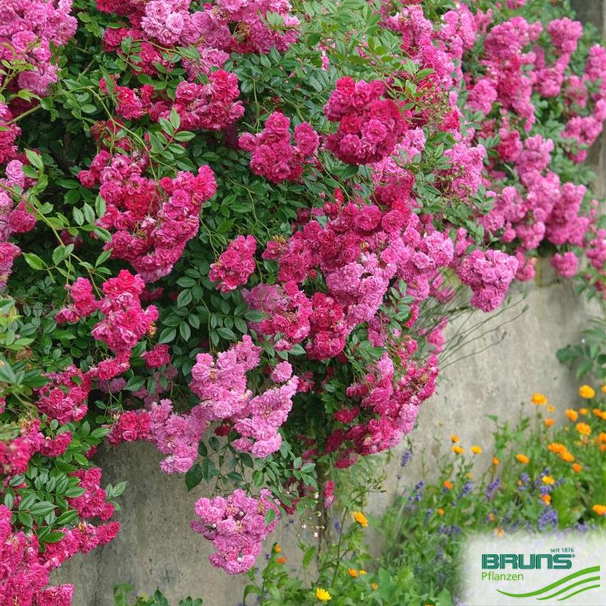 Kletterrose 'Super Excelsa' (R) von Bruns Pflanzen
