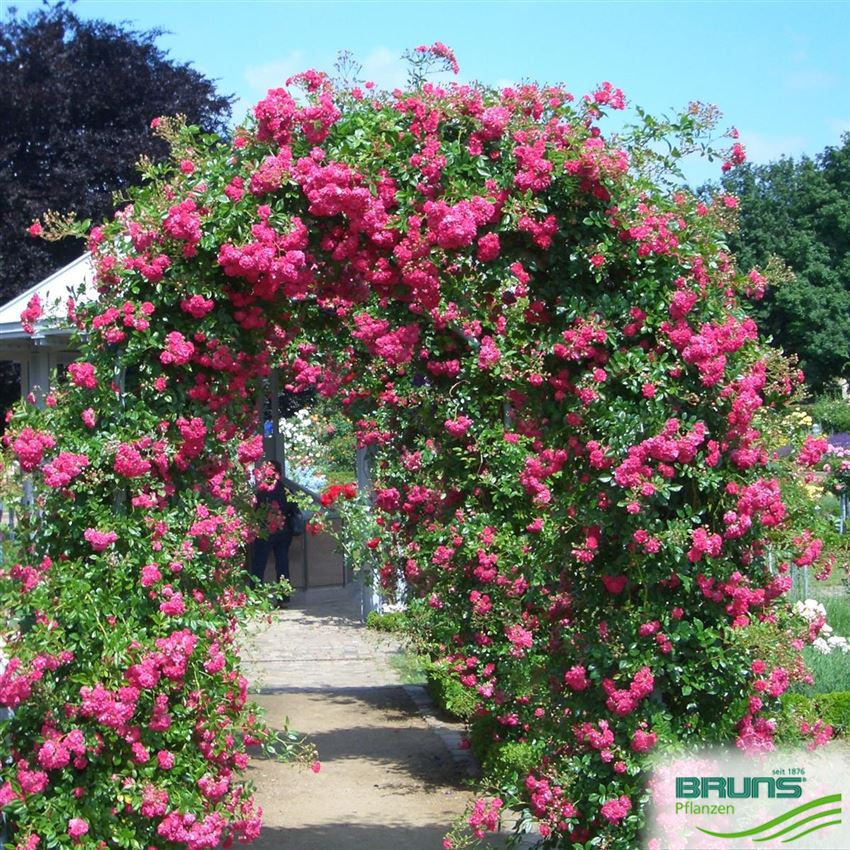 Kletterrose 'Super Excelsa' (R) von Bruns Pflanzen