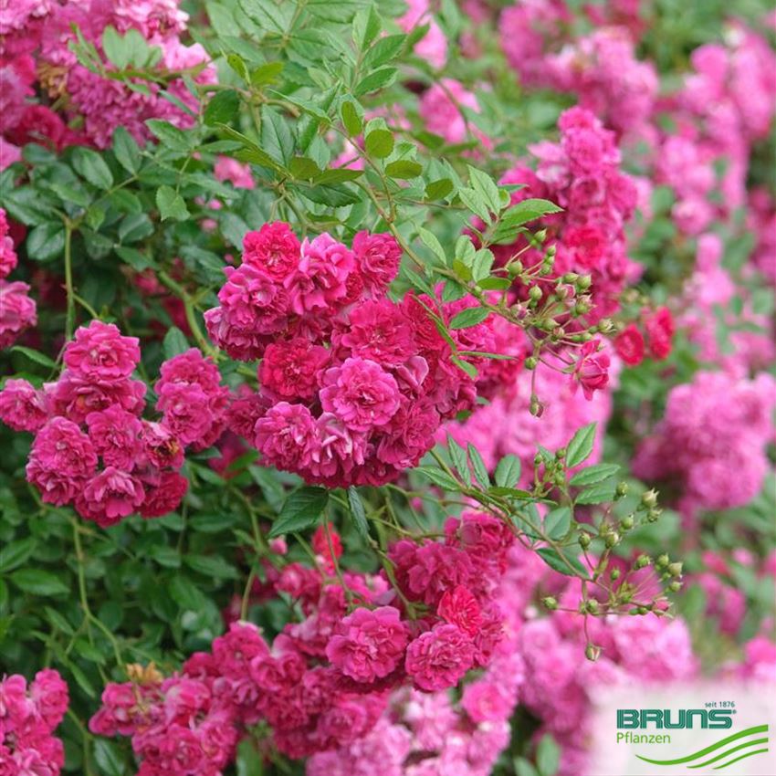 Kletterrose 'Super Excelsa' (R) von Bruns Pflanzen