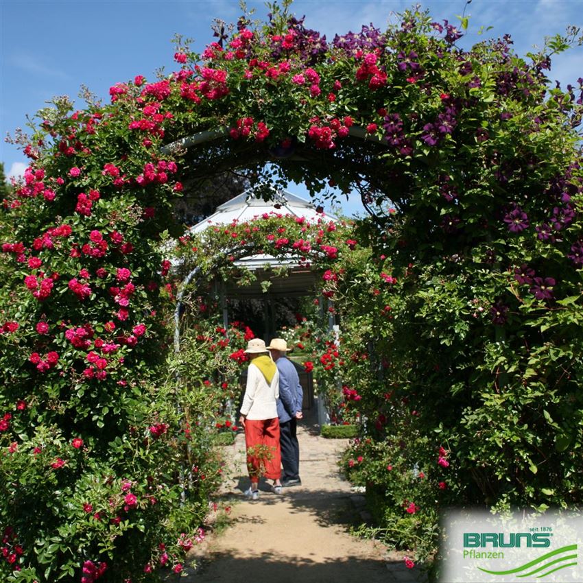 Kletterrose 'Super Excelsa' (R) von Bruns Pflanzen