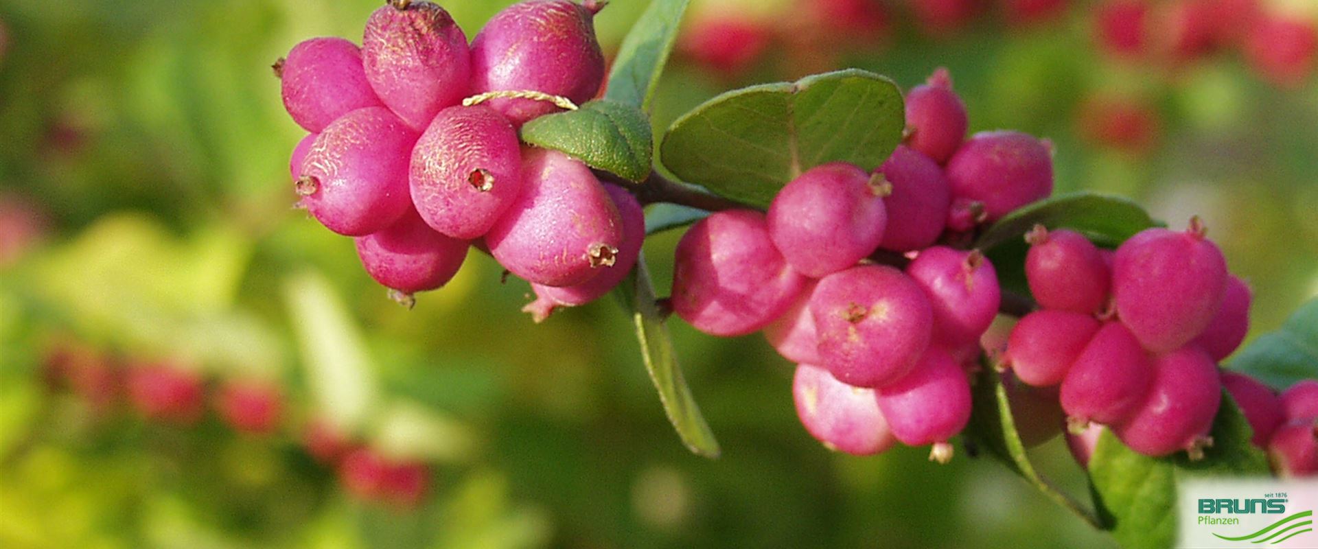 Symphoricarpos x doorenbosii 'Magic Berry' von Bruns Pflanzen