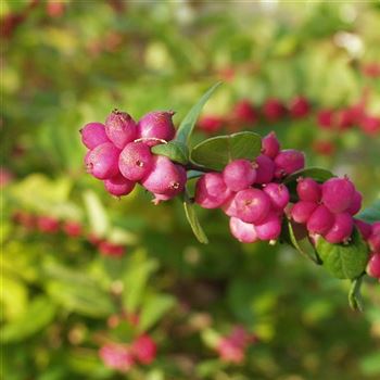 Symphoricarpos x doorenbosii 'Magic Berry' von Bruns Pflanzen