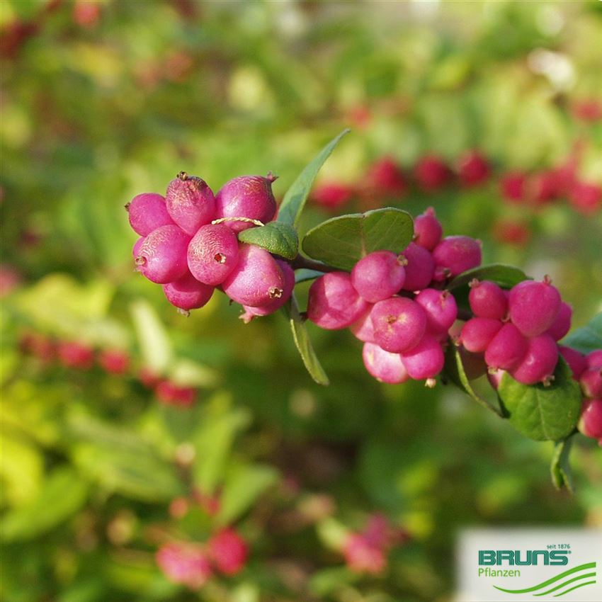 Symphoricarpos x doorenbosii 'Magic Berry' von Bruns Pflanzen