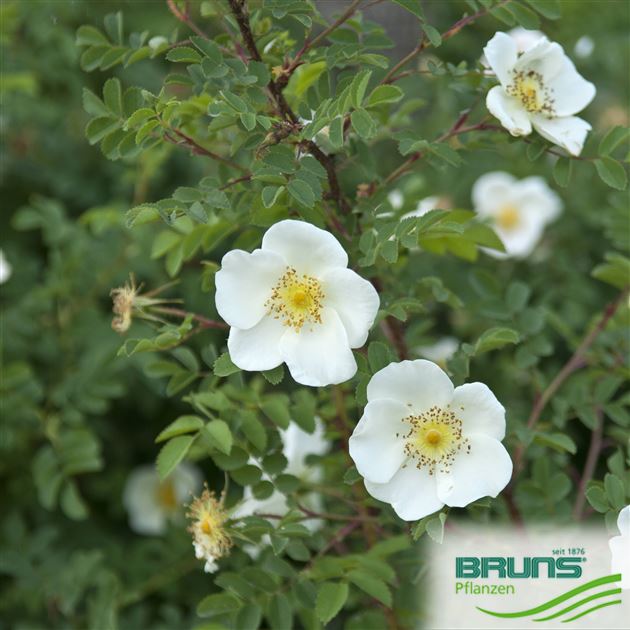 Ferns, Grasses & Bamboo Outdoor & Gardening Plants Rosa spinosissima ...