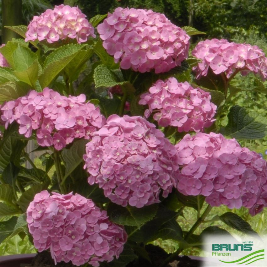 Hydrangea macrophylla 'Forever & Ever (R) Pink' von Bruns Pflanzen